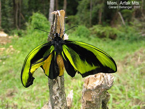 Goliath Birdwing 7027